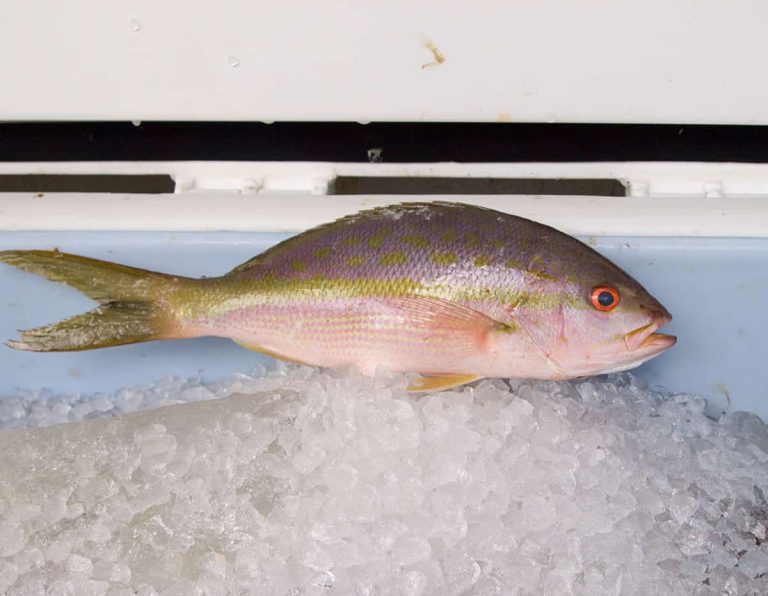 Yellowtail Snapper Fillets: Fresh-Caught and Delivered to Your Home